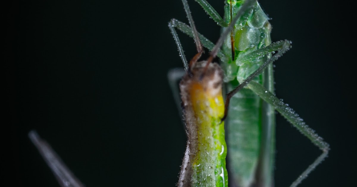 WHY LOCTUS ARE DESCENDING ON EAST AFRICA