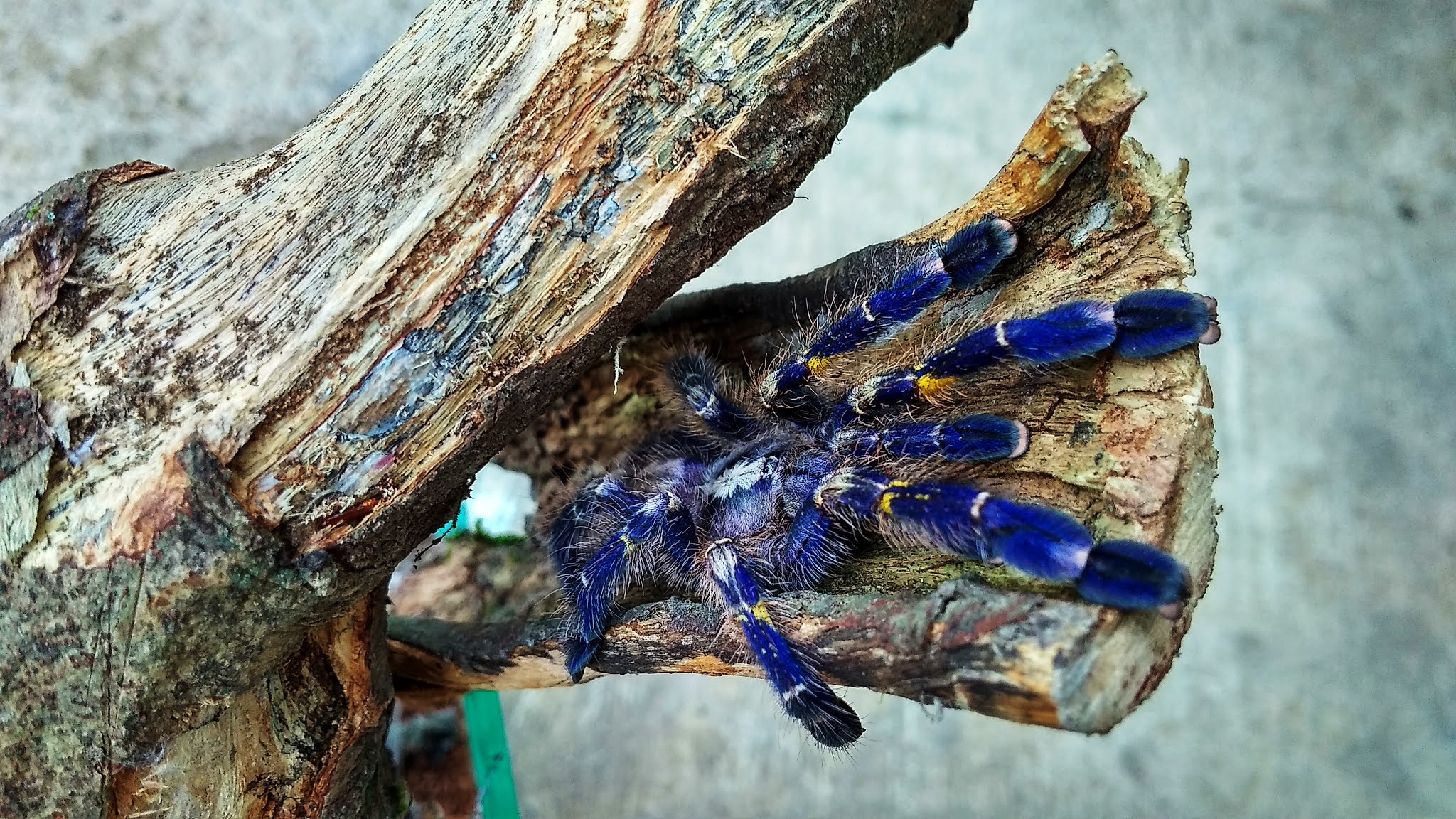 Photo of Tarantula type Poecilotheria metallica full Hp - imenayaki