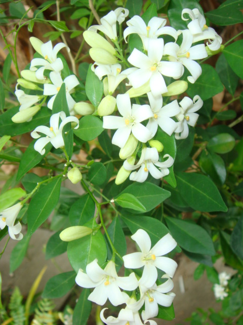 Kayu Warisan Malaysia: Kayu kemuning emas untuk dijual