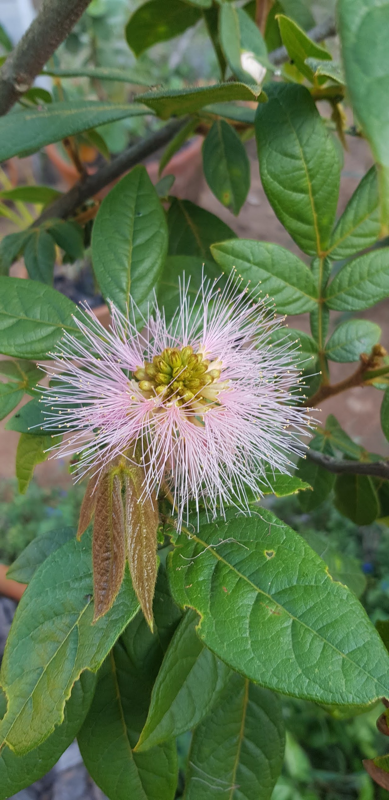 Jardim Tupiniquim: Ingá-anão-de-flor-rosa (Inga vulpina)