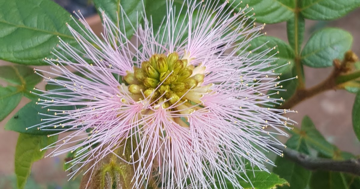 Jardim Tupiniquim: Ingá-anão-de-flor-rosa (Inga vulpina)