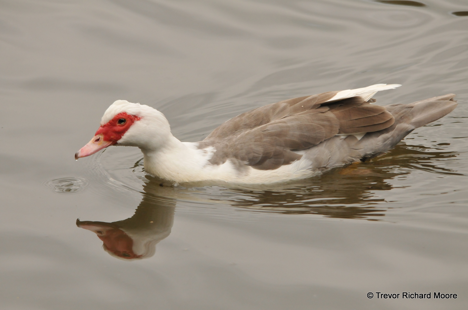 St Austell Baywatch: Muscovy Duck Hybrid?