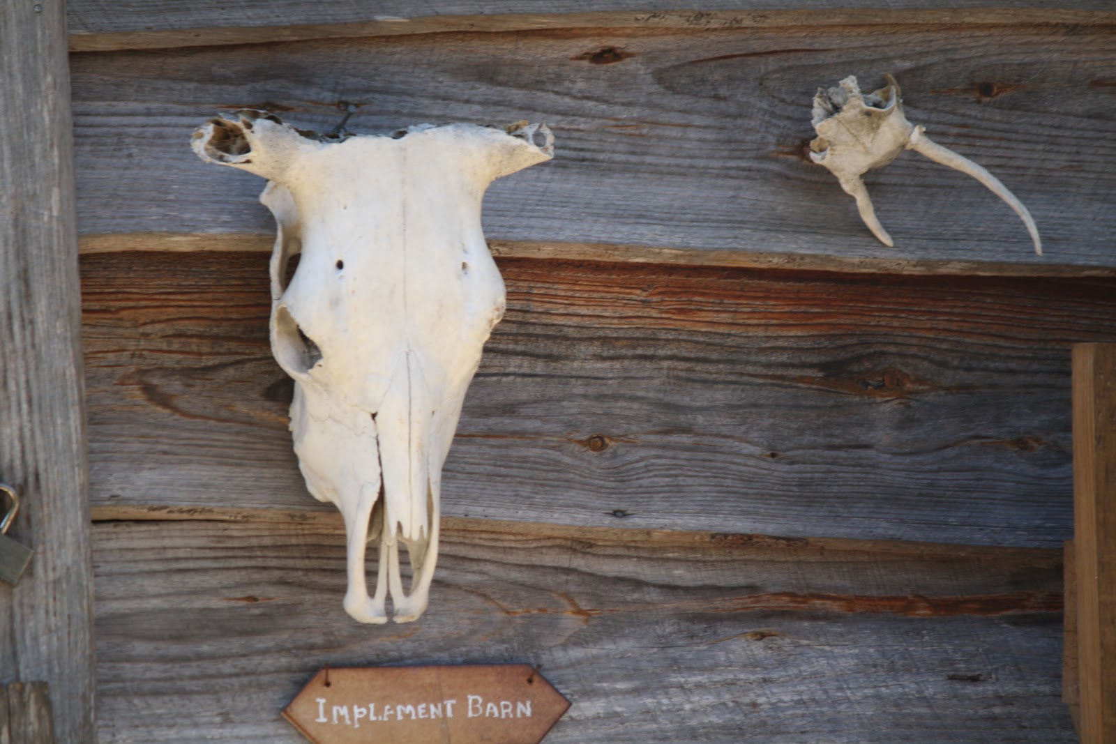 The Blue Whale and Other Travel Tales: Ocali Days at Silver River ...