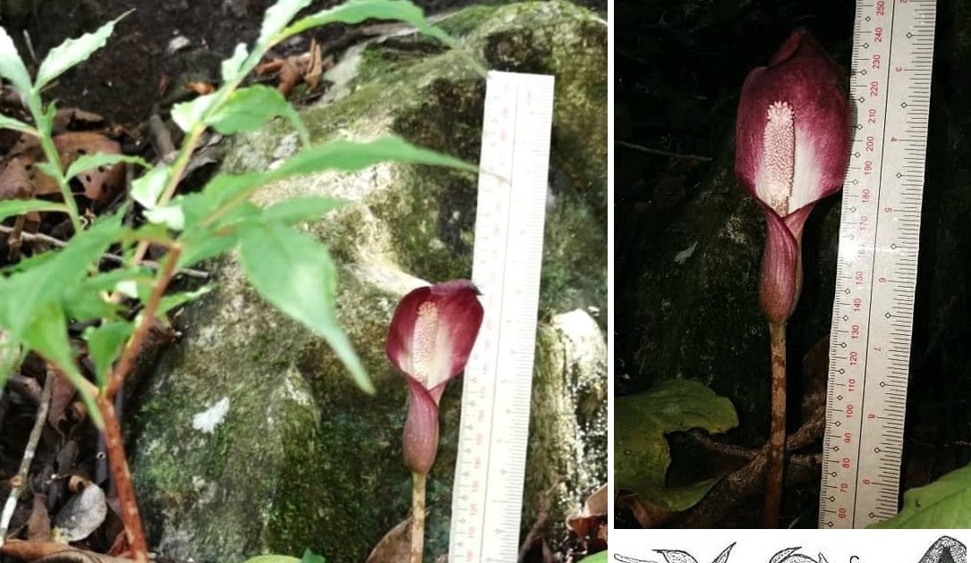 Species New to Science: [Botany • 2021] Amorphophallus minimus (Araceae ...