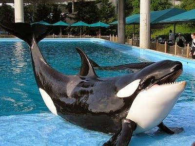 Captive Cetaceans Tragically Sad: Orca Unna gives birth to dead baby ...
