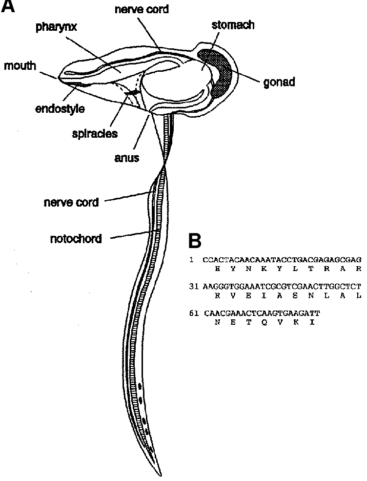 BIOLOGIA PARA A VIDA : CORDADOS 2