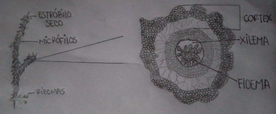 IDENTIFICACIÓN Y RECONOCIMIENTO DE LAS ESTRUCTURA DE LAS PTERIDOFITAS: 2019