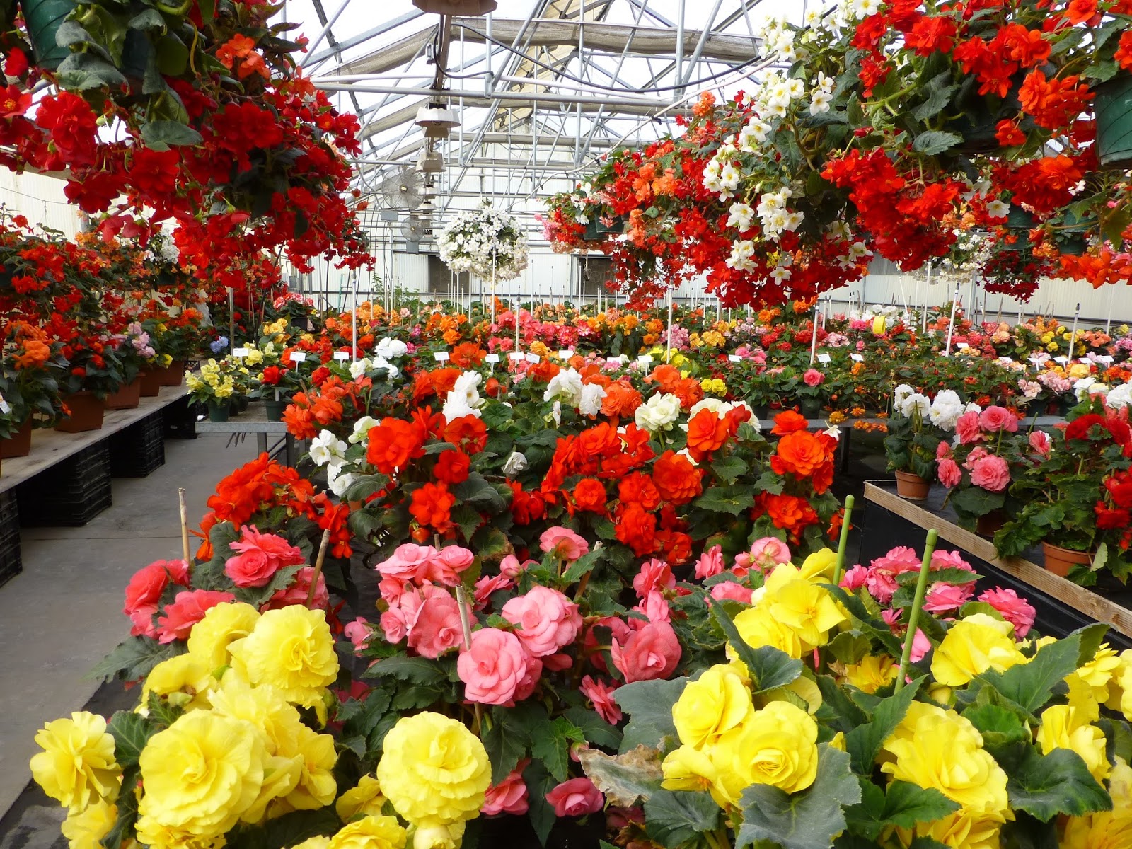 Begonias in the Mist: The Next New Thing and this years Pack Trials