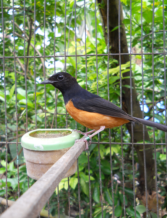 Burung Ocehan dan Sangkar Ukir: Burung Murai Batu