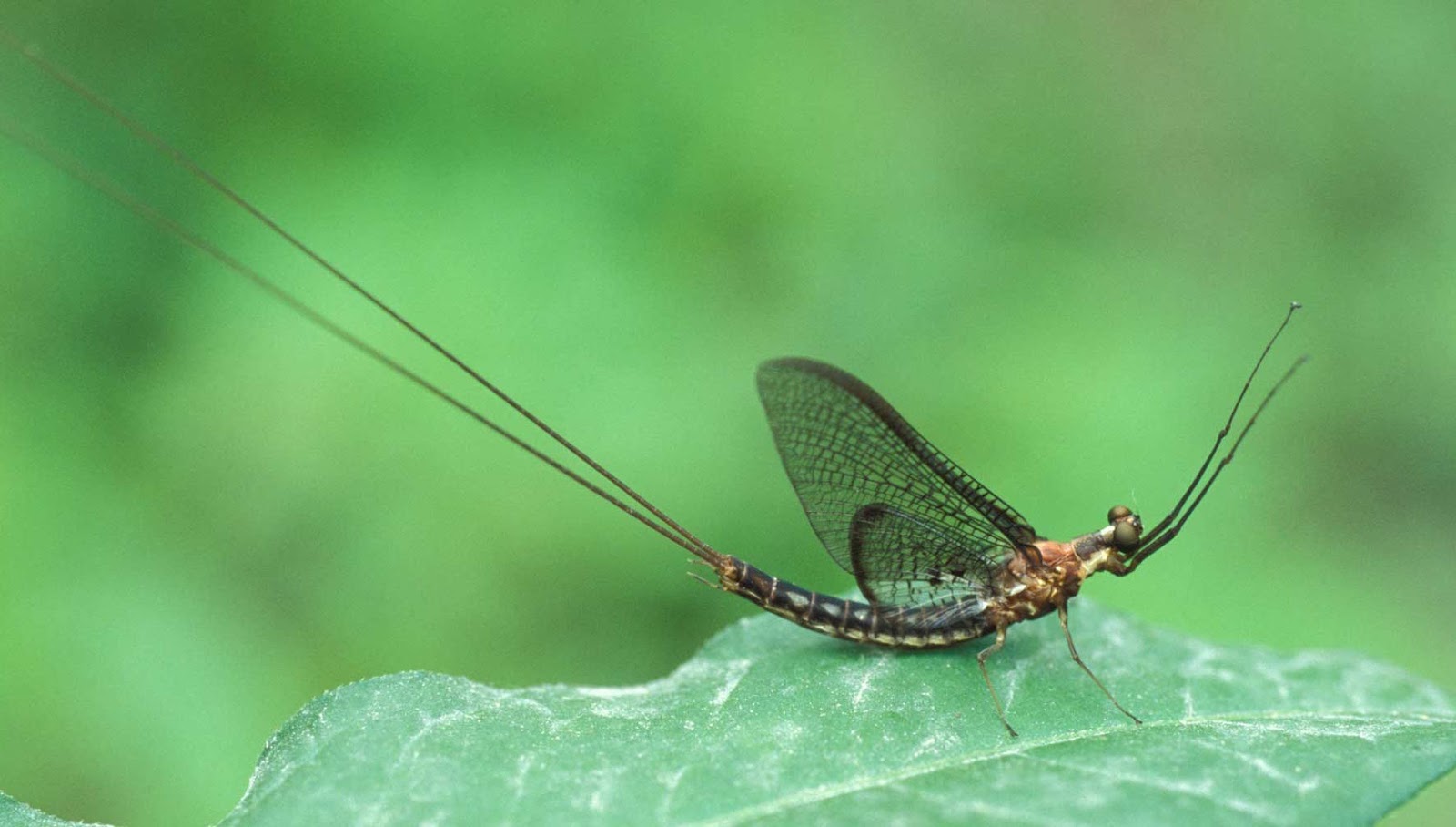 Springfield Plateau: Shelton Stream Mayflies