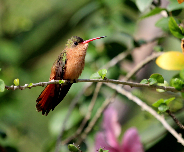 Bellas Aves de El Salvador: Amazilia rutila (colibrí canela)