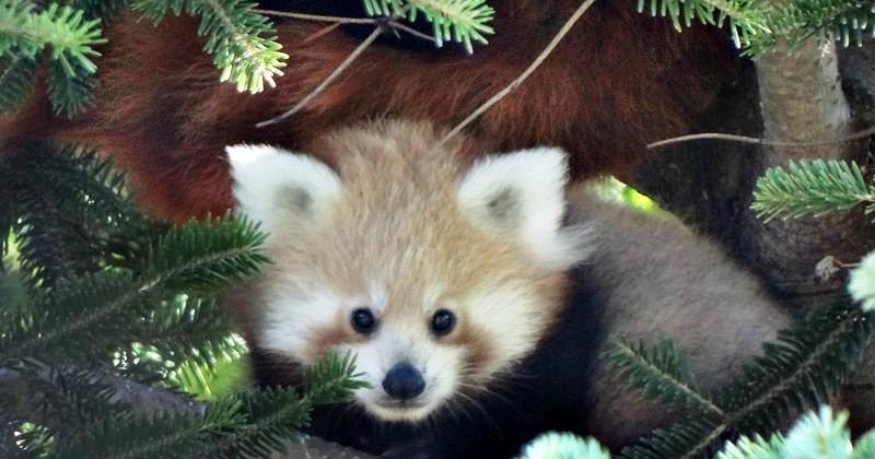 White Wolf : Baby Red Panda Sherman Makes Autumn Appearance At Detroit Zoo
