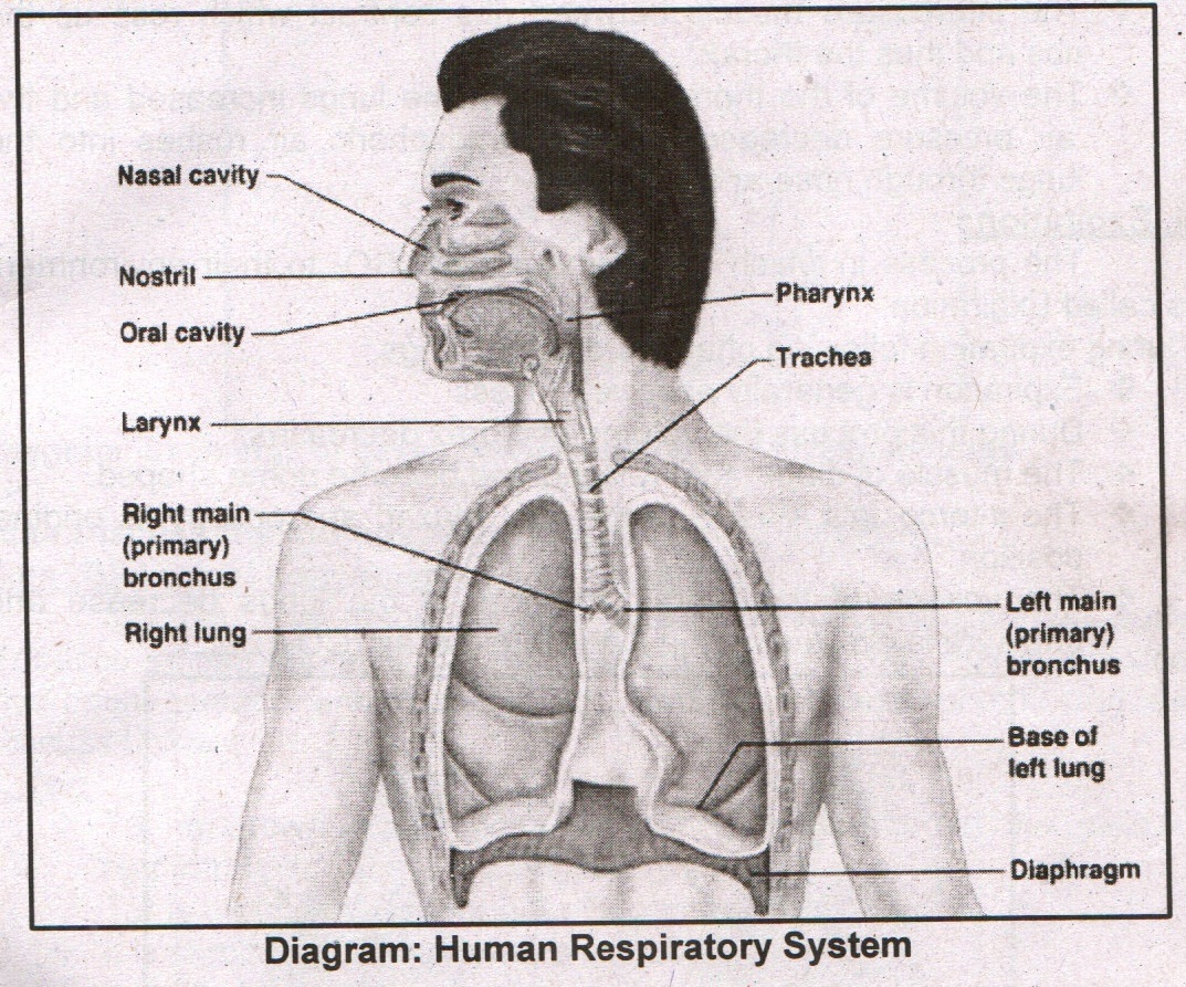 biology notes class 10 chapter 10
