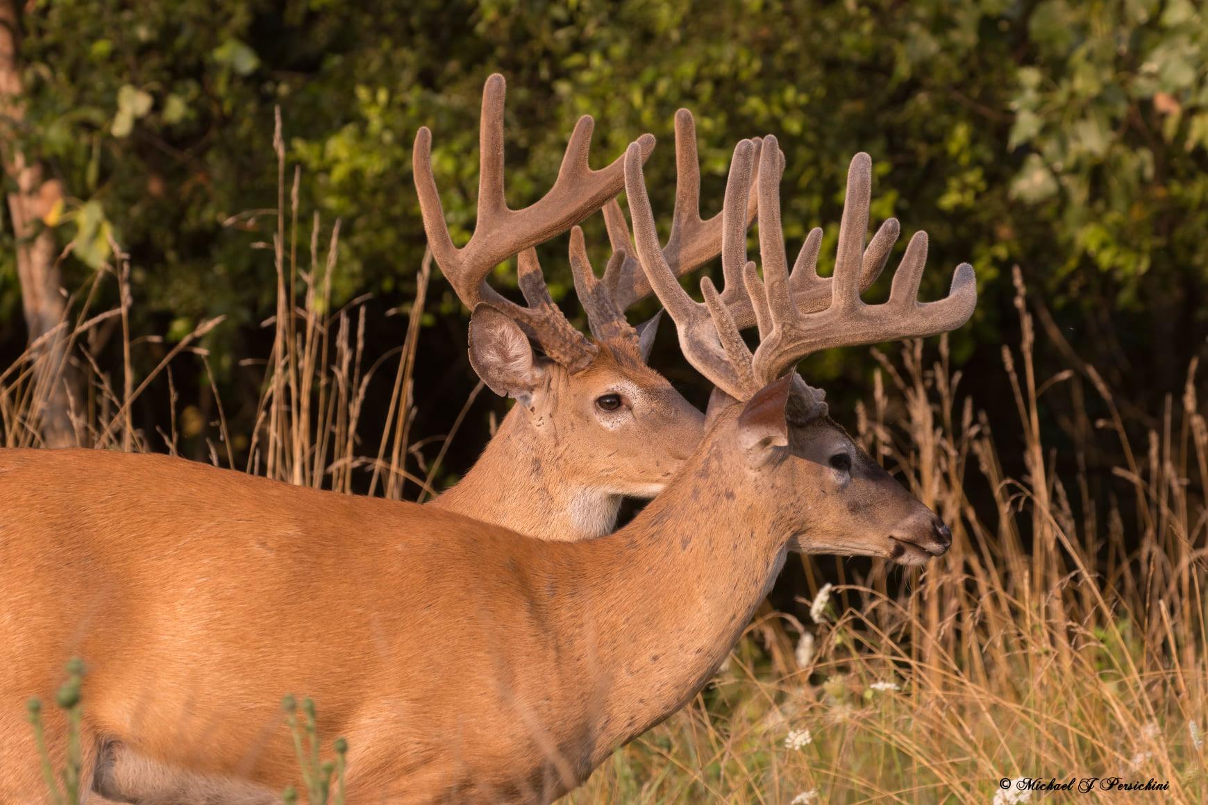 Marian's Hunting Stories, etc., etc., etc...: Mike's Deer Photography ...