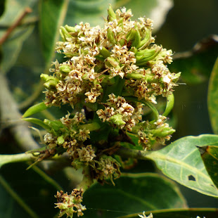 diseases of guava ~ Plant diseases identification