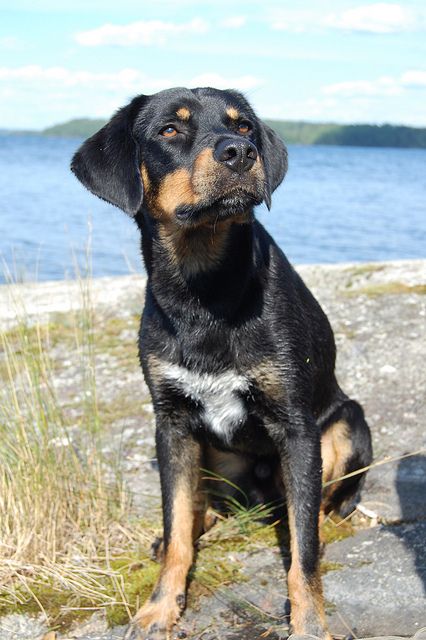 Everything about your Smaland Hound - Luv My Dogs