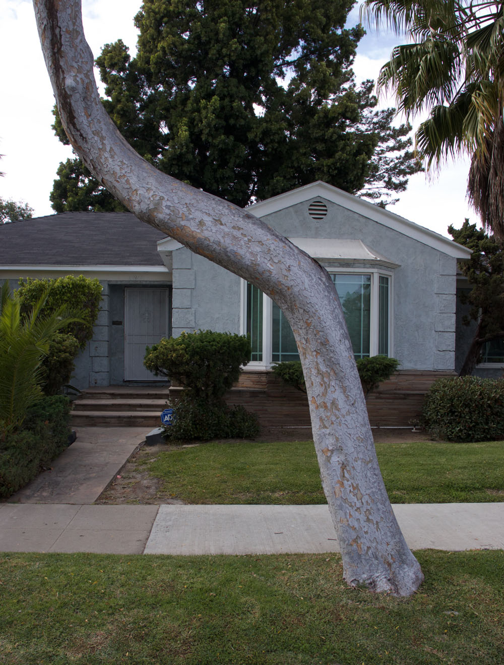 A Picture Each Day: The Silver Tree