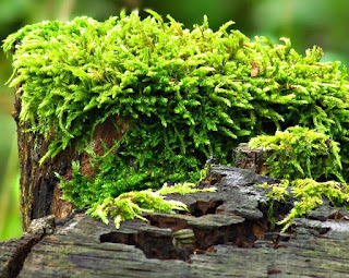Como cuidar de musgos - Atelier das bonecas Mimi