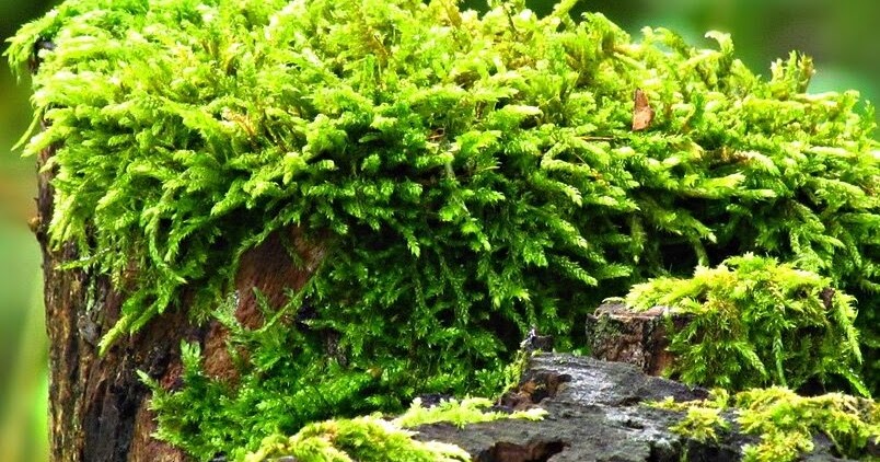 Como cuidar de musgos - Atelier das bonecas Mimi