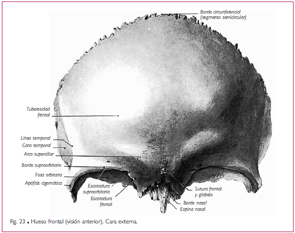Ciencias Médicas: Hueso Frontal