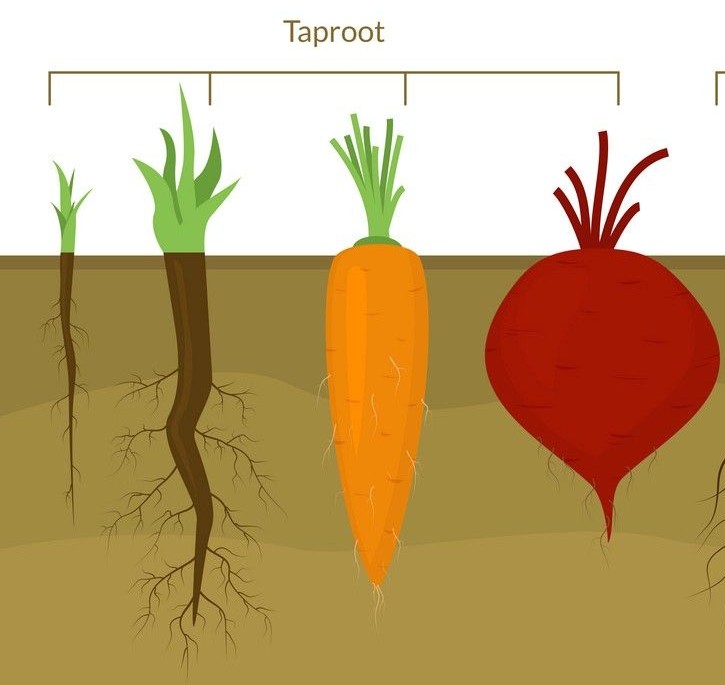 Tap root system - Kerala LPSA Helper