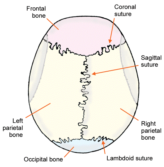 Bone markings of the skull - houndshery