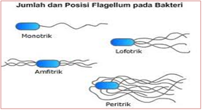 Archaebacteria dan Eubacteria ~ Zone Makalah