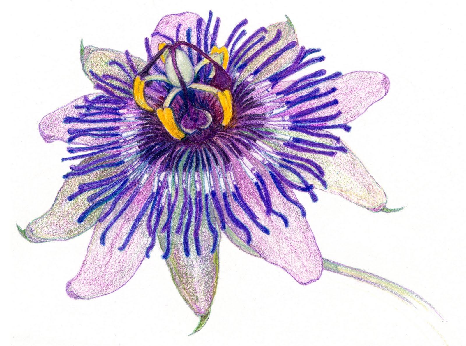 Passionflower_SarahMelling.jpg (1600×1187) | Pencil and paper, Drawing ...