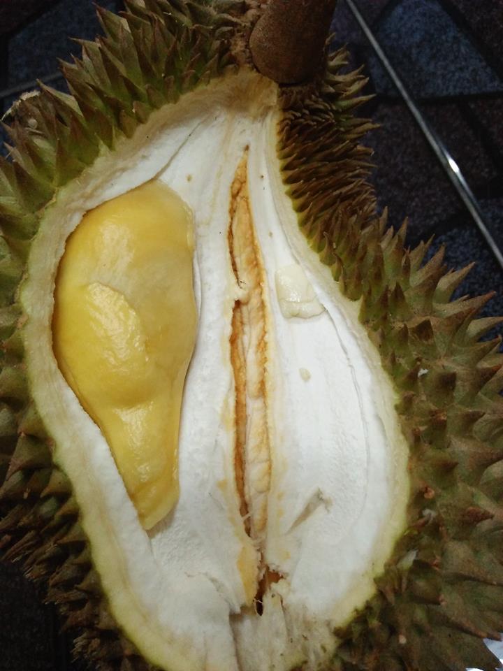 D160 - Tekka / Musang Queen / Buluh Bawah