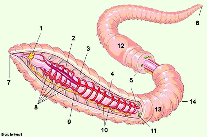 Barends Blik: Regenworm (anatomie)