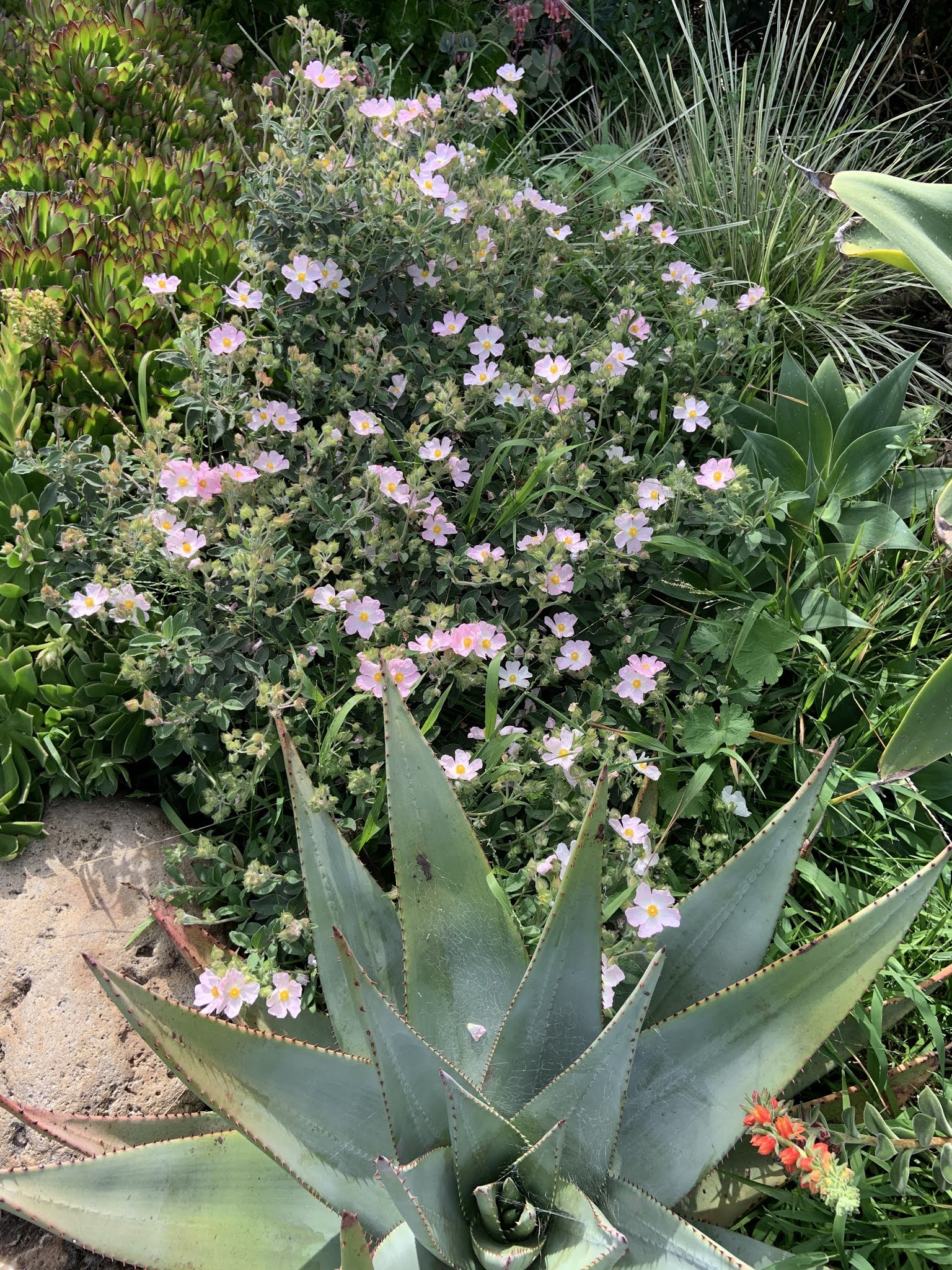 Pennsylvania Street Gardens: Plant Profile: Cistus x skanbergii (Pink ...