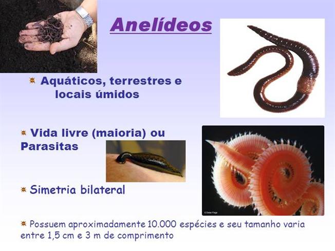 Filo anelídeos | Biologia: A ciência da vida