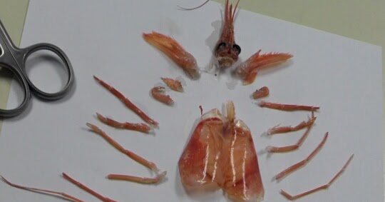Blog de la Naturaleza: Disección de una gamba