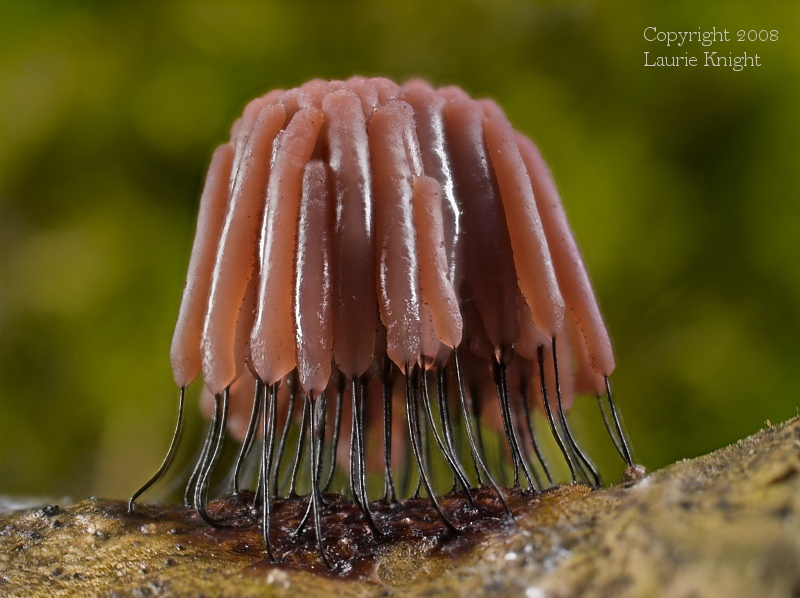 Sustainable Mycology: Slime Mold