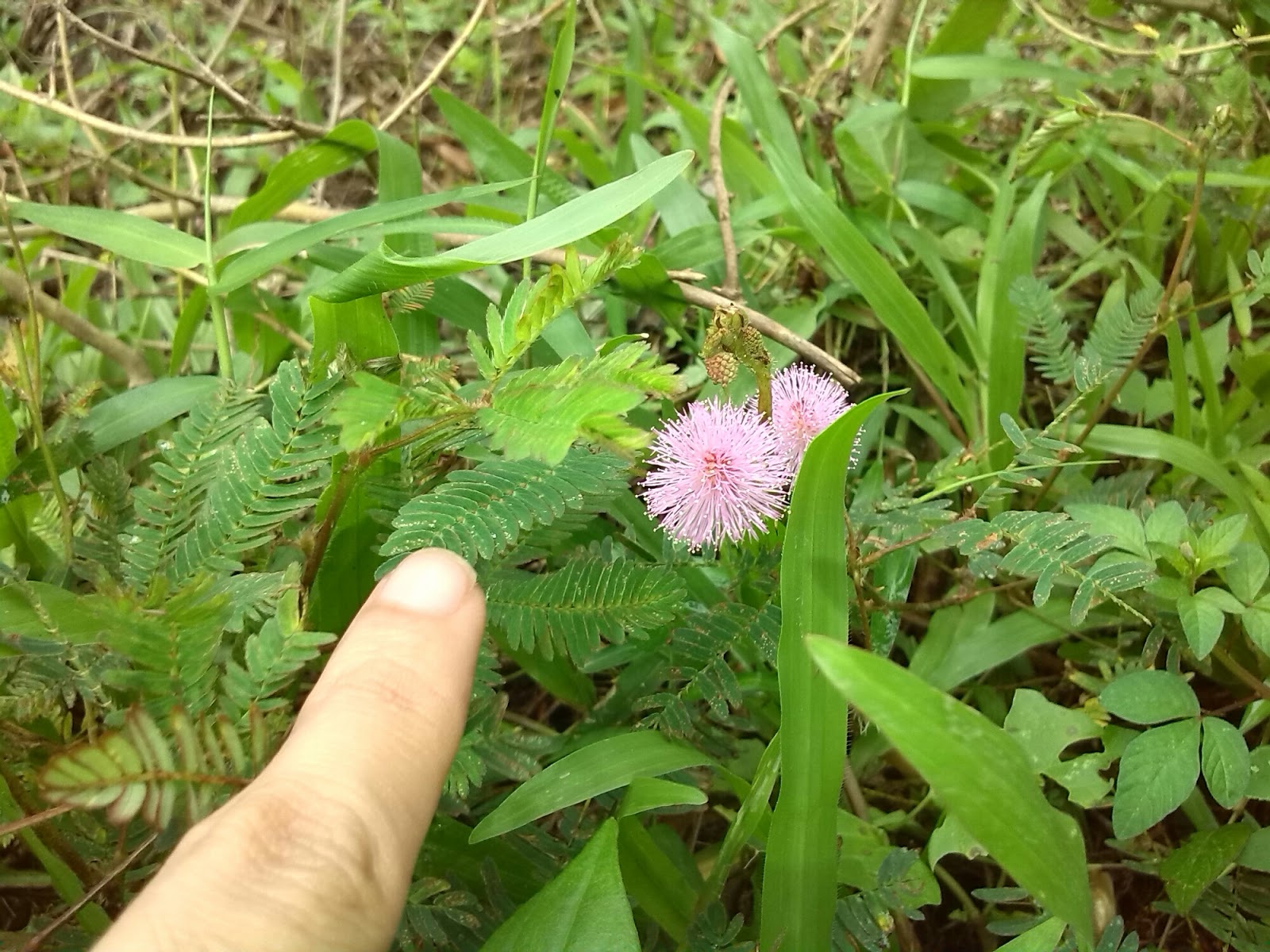 Isang sikat na damo sa Pilipinas, ibinebenta ng P400-1000 sa ibang ...