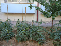 ΣΧΟΛΙΚΟΙ ΛΑΧΑΝΟΚΗΠΟΙ : ΟΙ ΚΗΠΟΙ ΤΩΝ ΣΧΟΛΕΙΩΝ ΤΗΣ Δ/ΣΗΣ Β/ΘΜΙΑΣ ΕΚΠ/ΣΗΣ ...