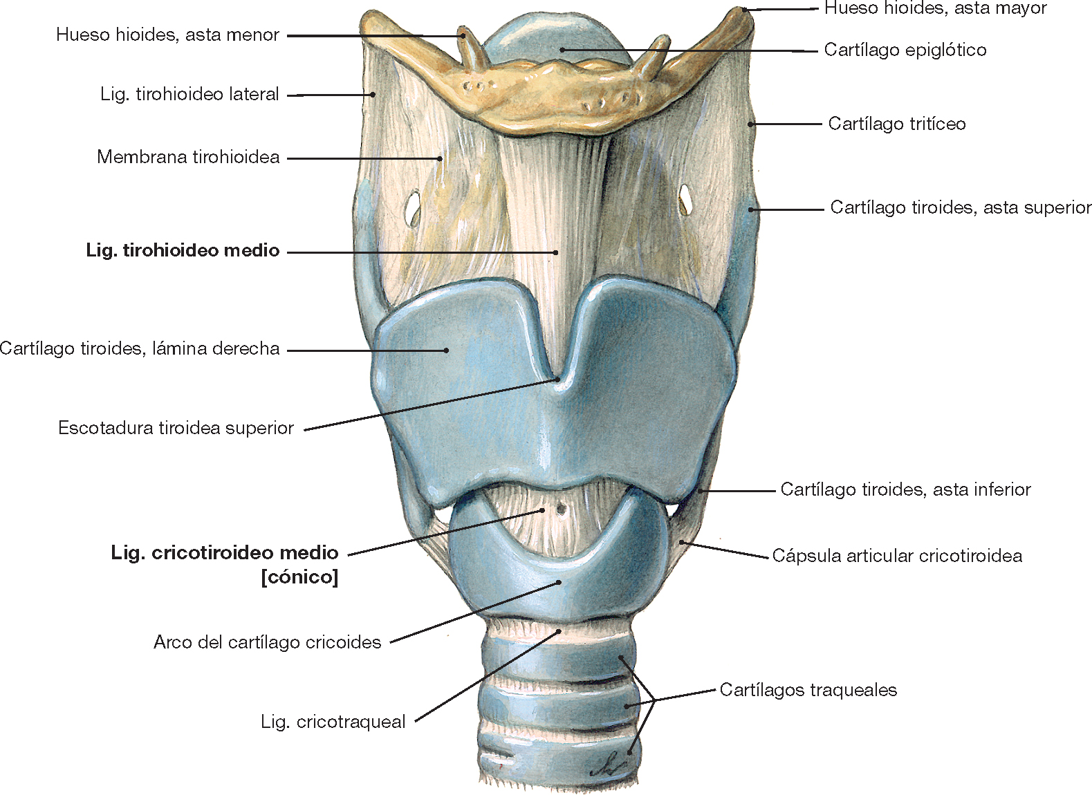 Anatomía de la Laringe