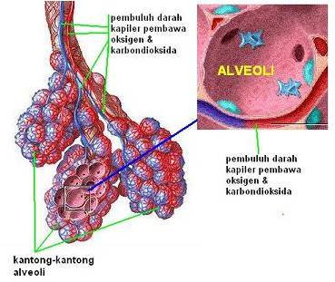 Keperawatan Medikal Bedah 1: Anatomi Fisiologi Sistem Pernafasan