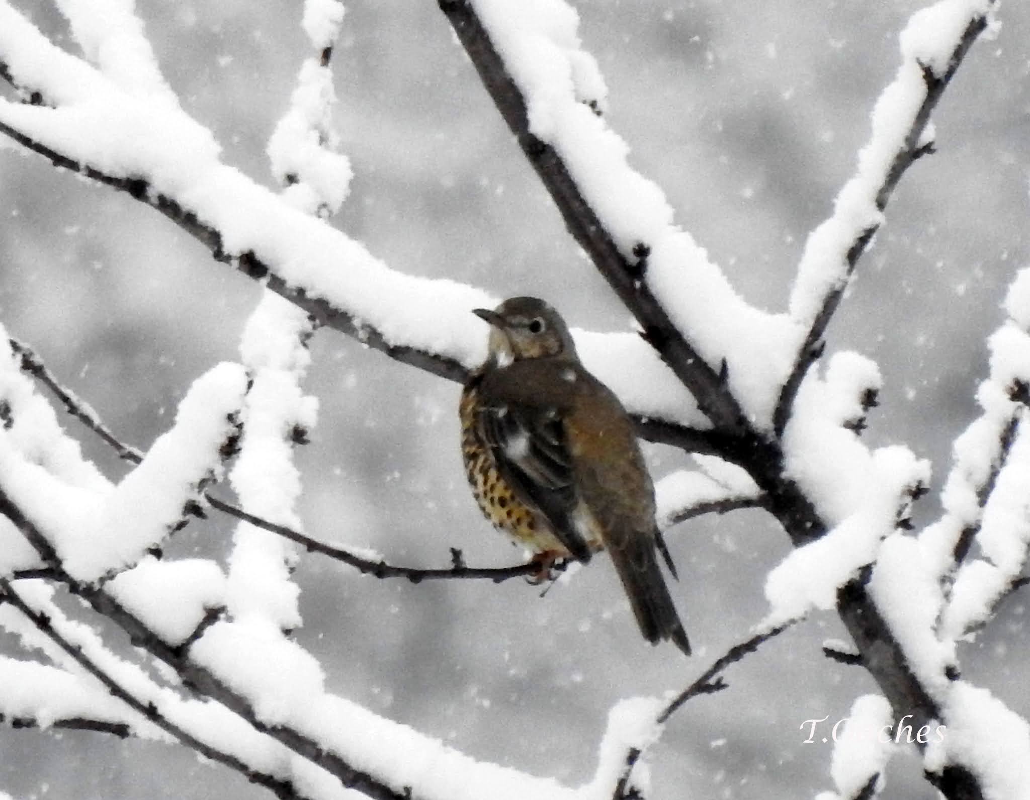 PASARI DIN ROMANIA: STURZ DE VASC, Turdus viscivorus