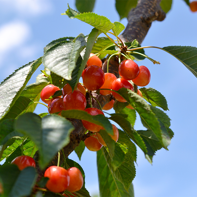 Heart of Gold: Fishkill Farms & Cherry Clafouti