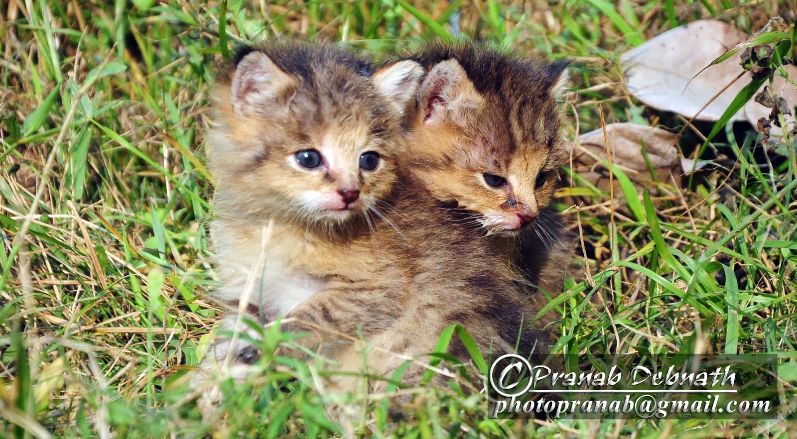 Pranab Debnath-PhotoSooter: Baby Wild Cat ( Bon Biral )