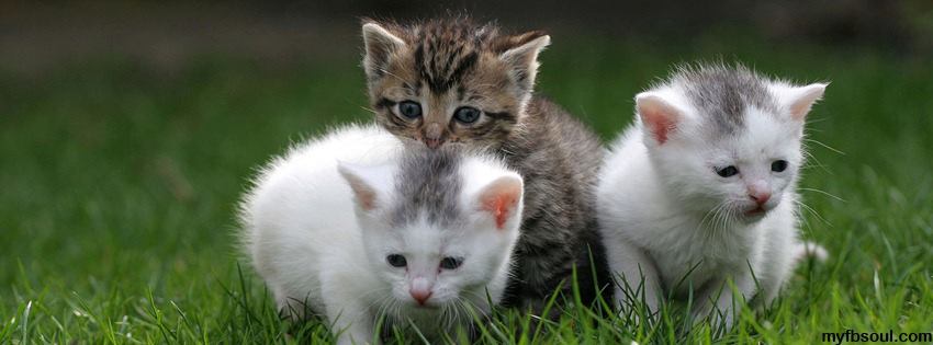 FB Covers: Cute cat fb covers