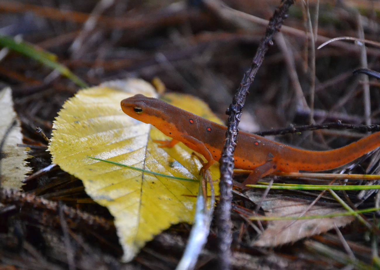 Woods Walks and Wildlife: October 2012