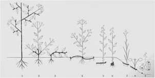 Noubin Soupa: Bentuk Hidup Tumbuhan/ Life Form