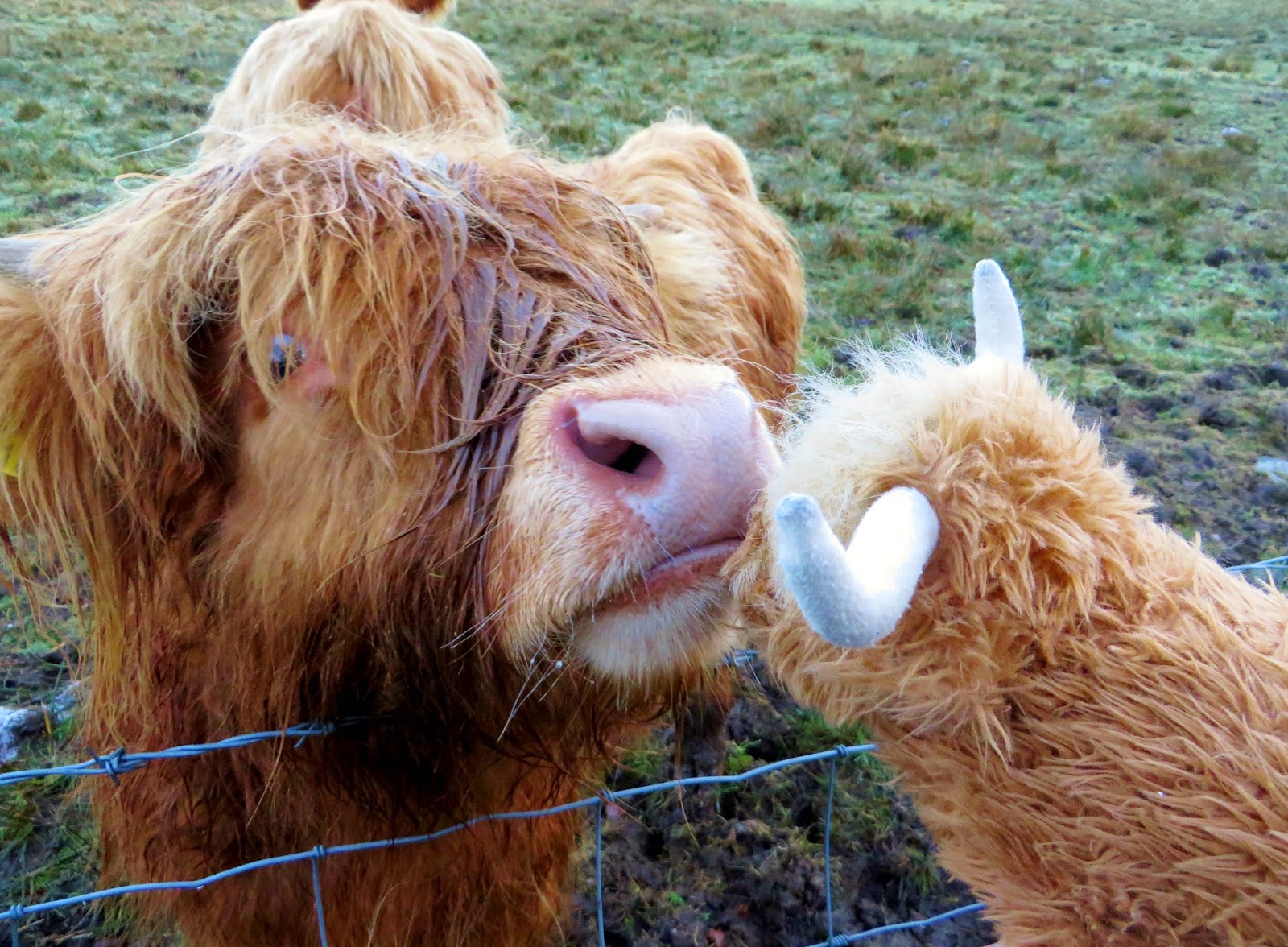Erin's Ever After: The Hairy Coo "Free" Tour || Scotland | Travel Diary