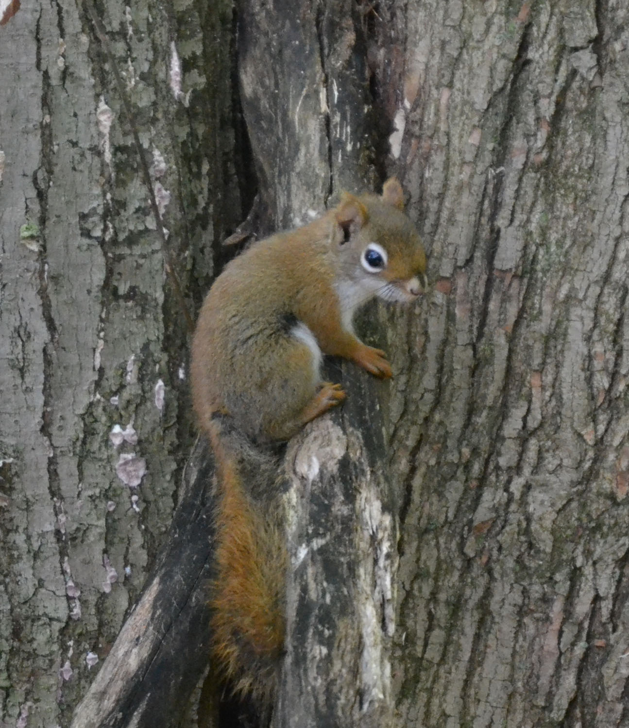 Woods Walks and Wildlife: Red Squirrels and Slime Molds, and Bugs and ...