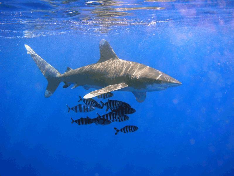 RTSea Blog: observations on oceans, sharks and nature: Oceanic Whitetip ...