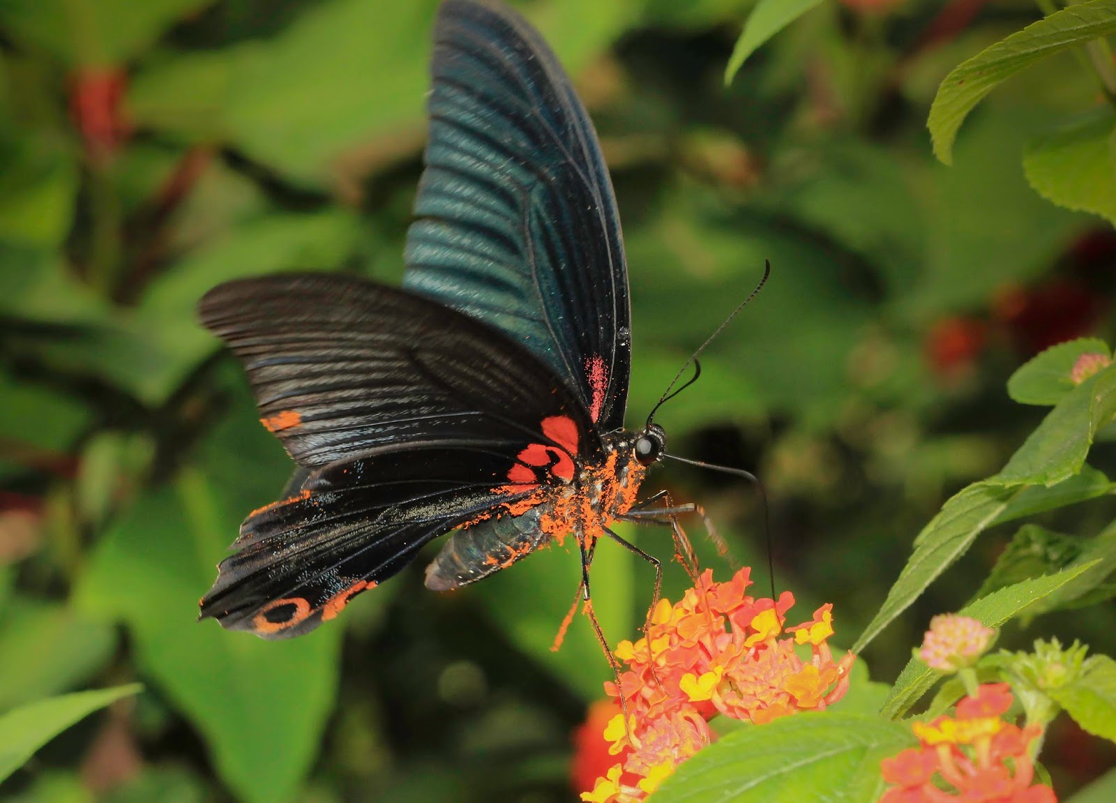 Butterflies of Vietnam: 146. Papilio memnon agenor (The Great Mormon)