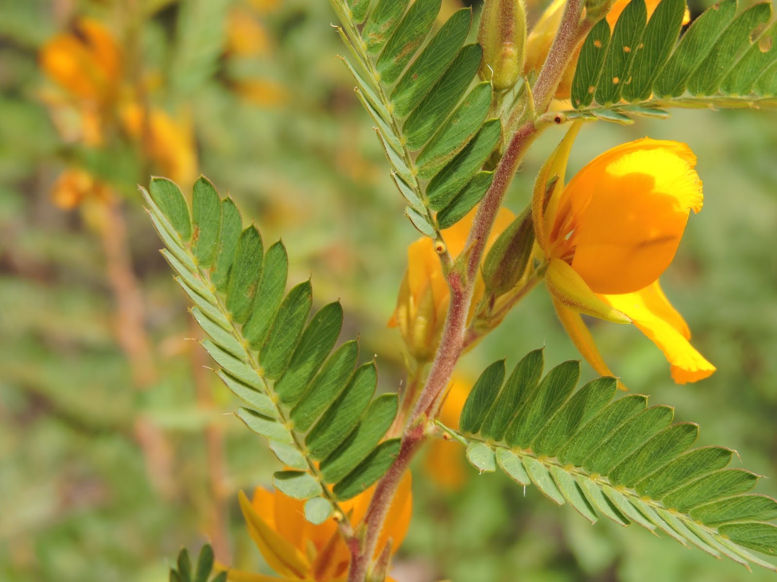 Fabaceae - Leguminosae no Brasil: Chamaecrista