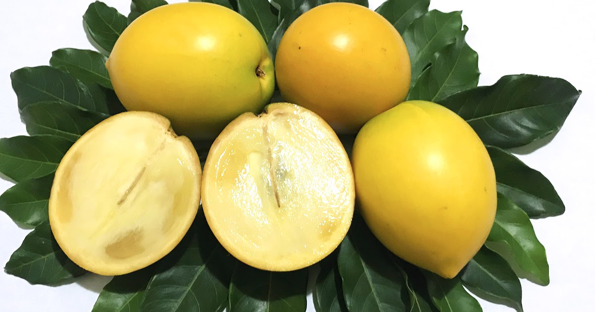 Viveiro Ciprest - Plantas Nativas e Exóticas: Abio Gigante do Alto ...